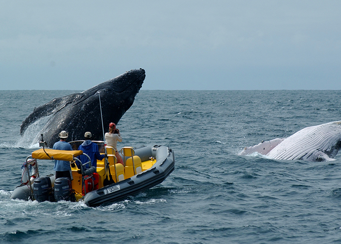 Commercial RIBs | Gemini Marine UK | RIBs for sale UK